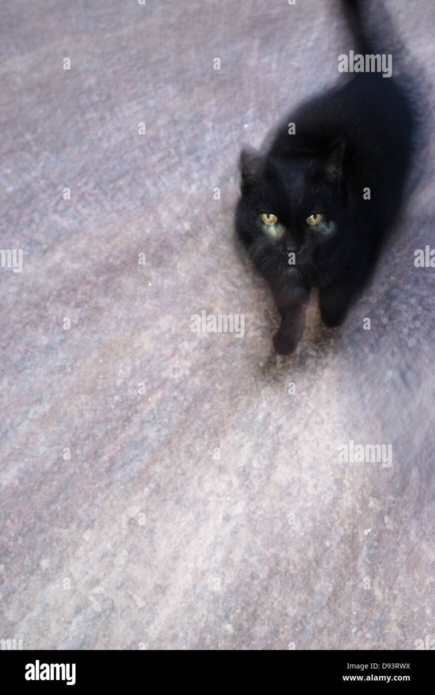 Prowling cat hi-res stock photography and images - Alamy