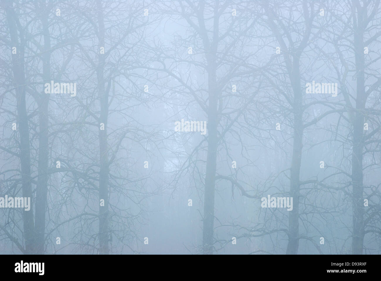 Trees in fog Stock Photo - Alamy