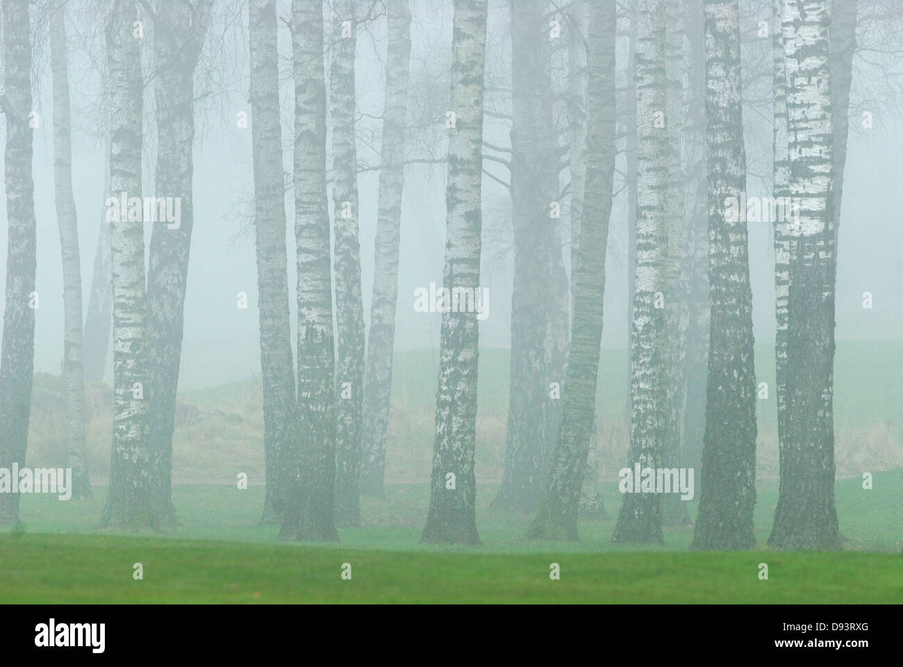 Birch Trees Fog High Resolution Stock Photography and Images - Alamy