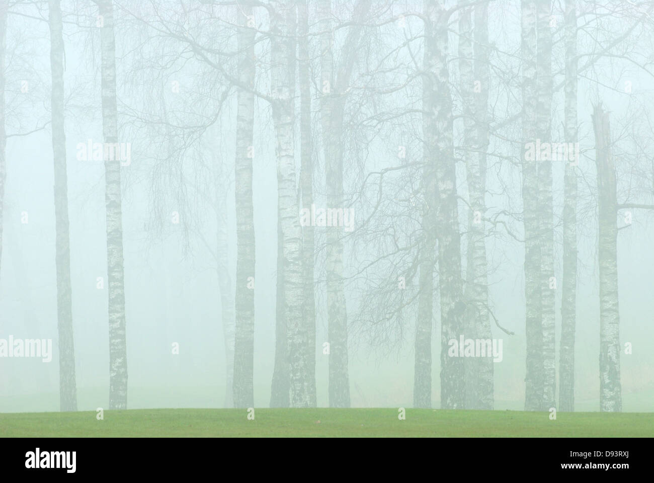 Trees in fog Stock Photo - Alamy