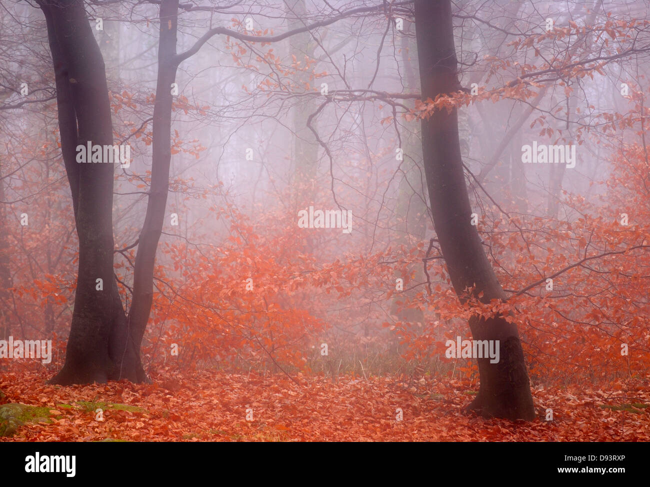 Trees in fog Stock Photo - Alamy