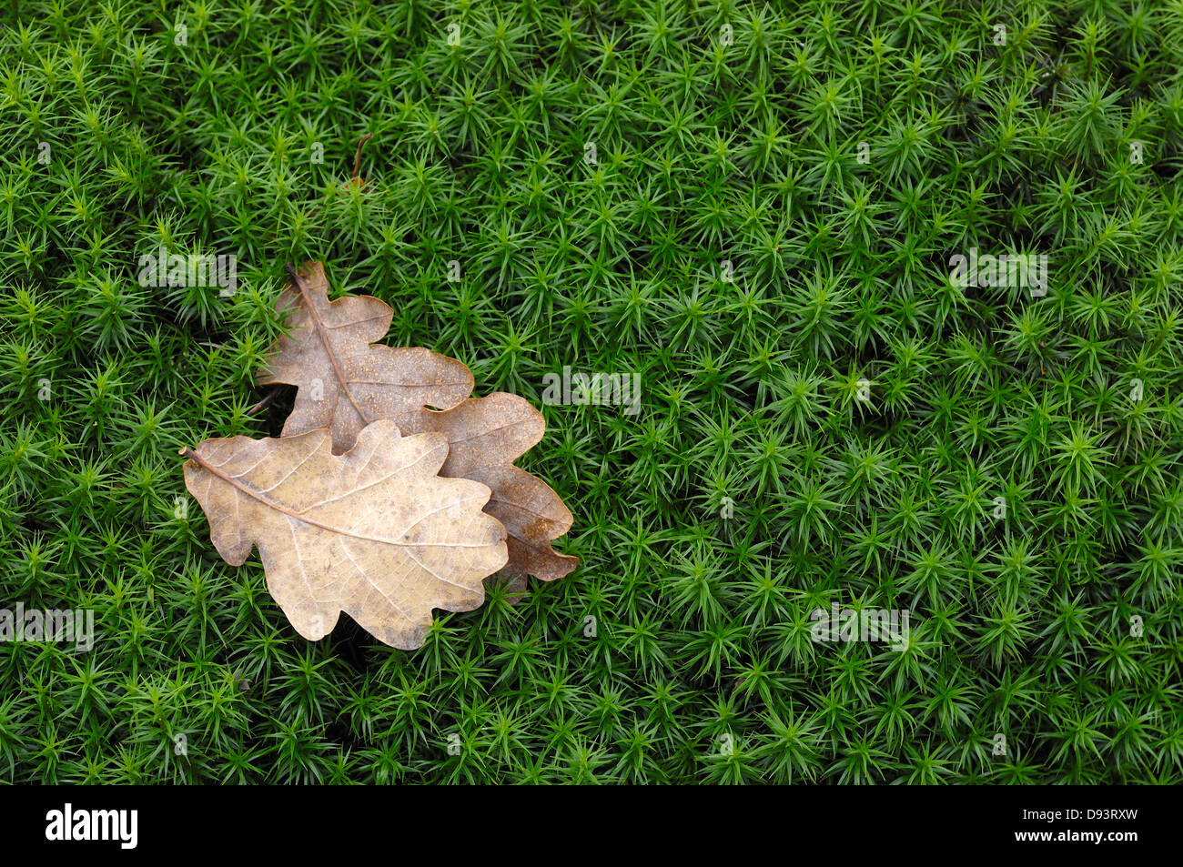 Oak with moss hi-res stock photography and images - Alamy