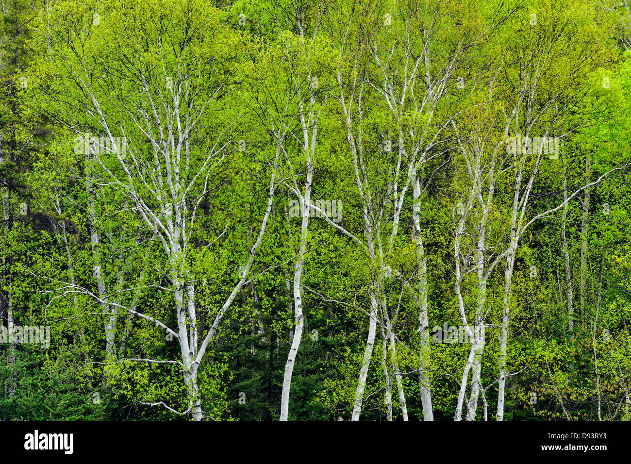 White birch woodland with spruce trees Greater Sudbury Ontario Canada ...