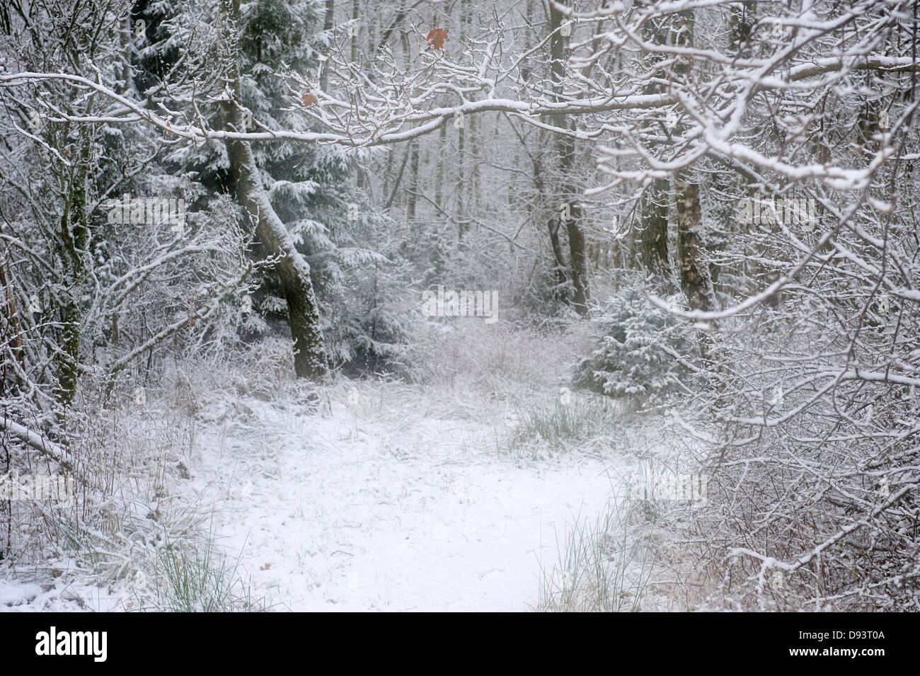 Snow covered forest Stock Photo - Alamy