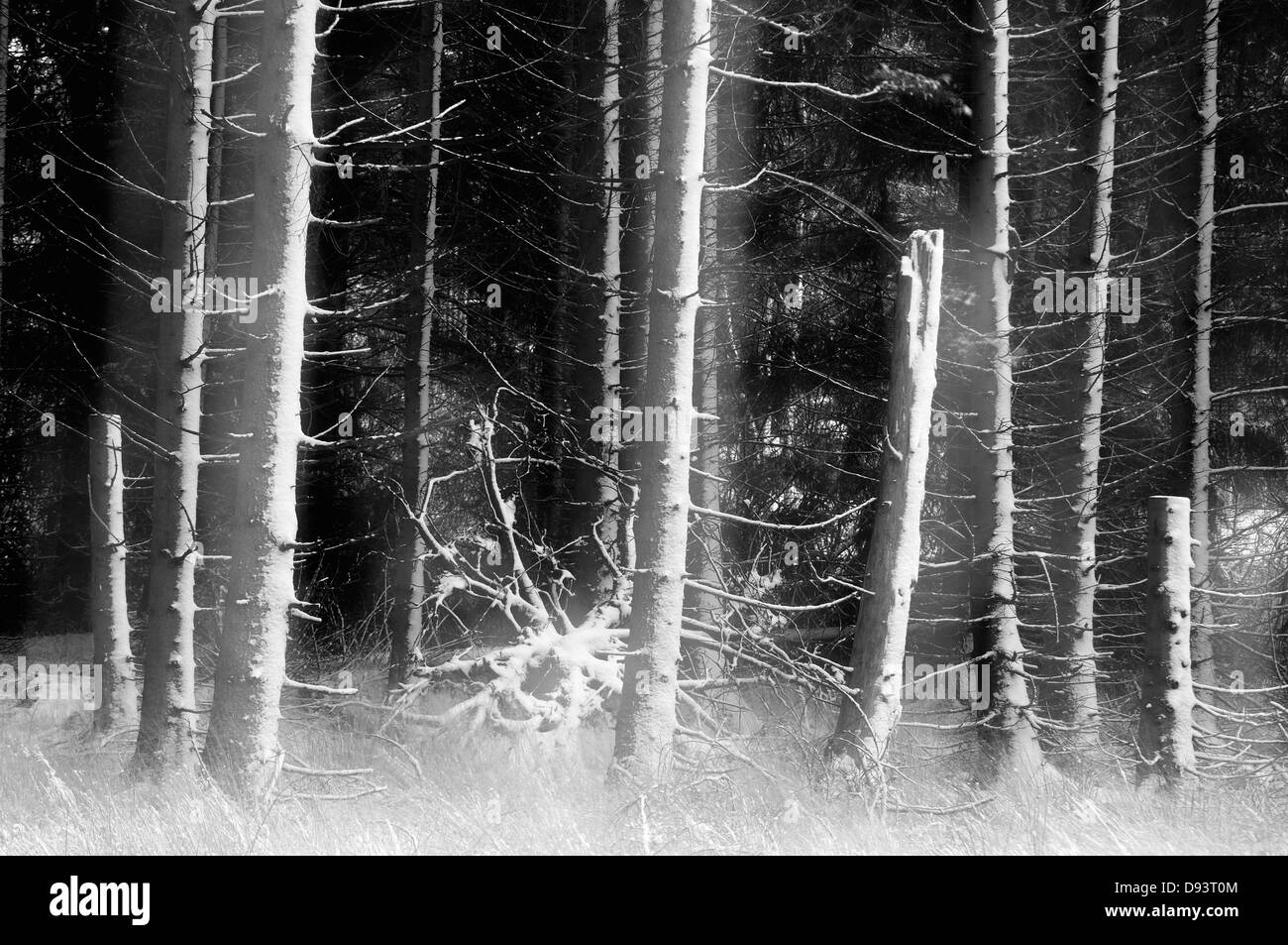 Snow covered forest Stock Photo - Alamy