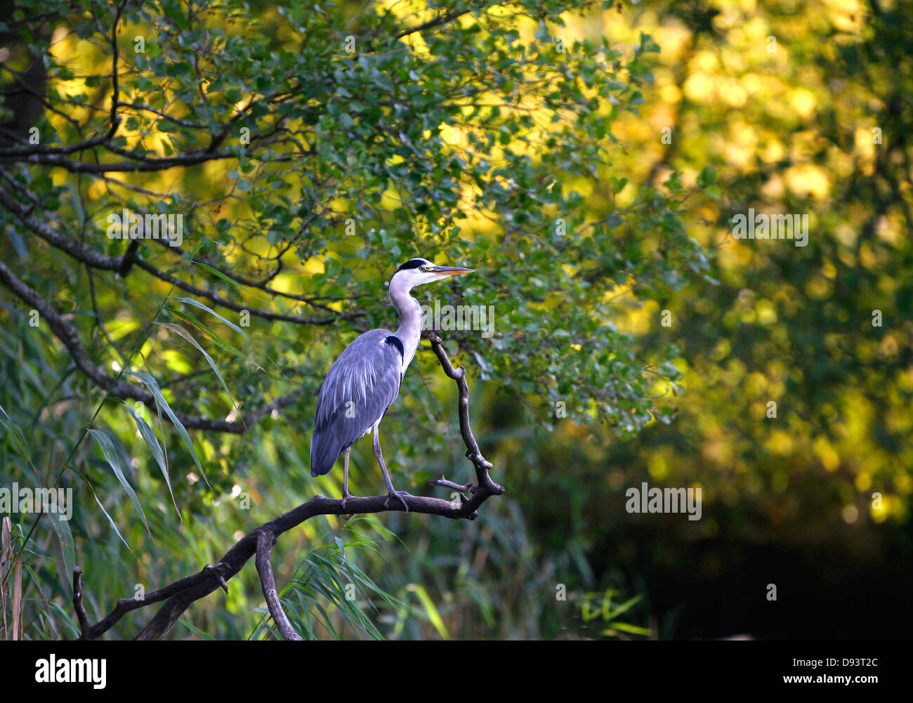 Grey heron perching in tree hi-res stock photography and images - Alamy