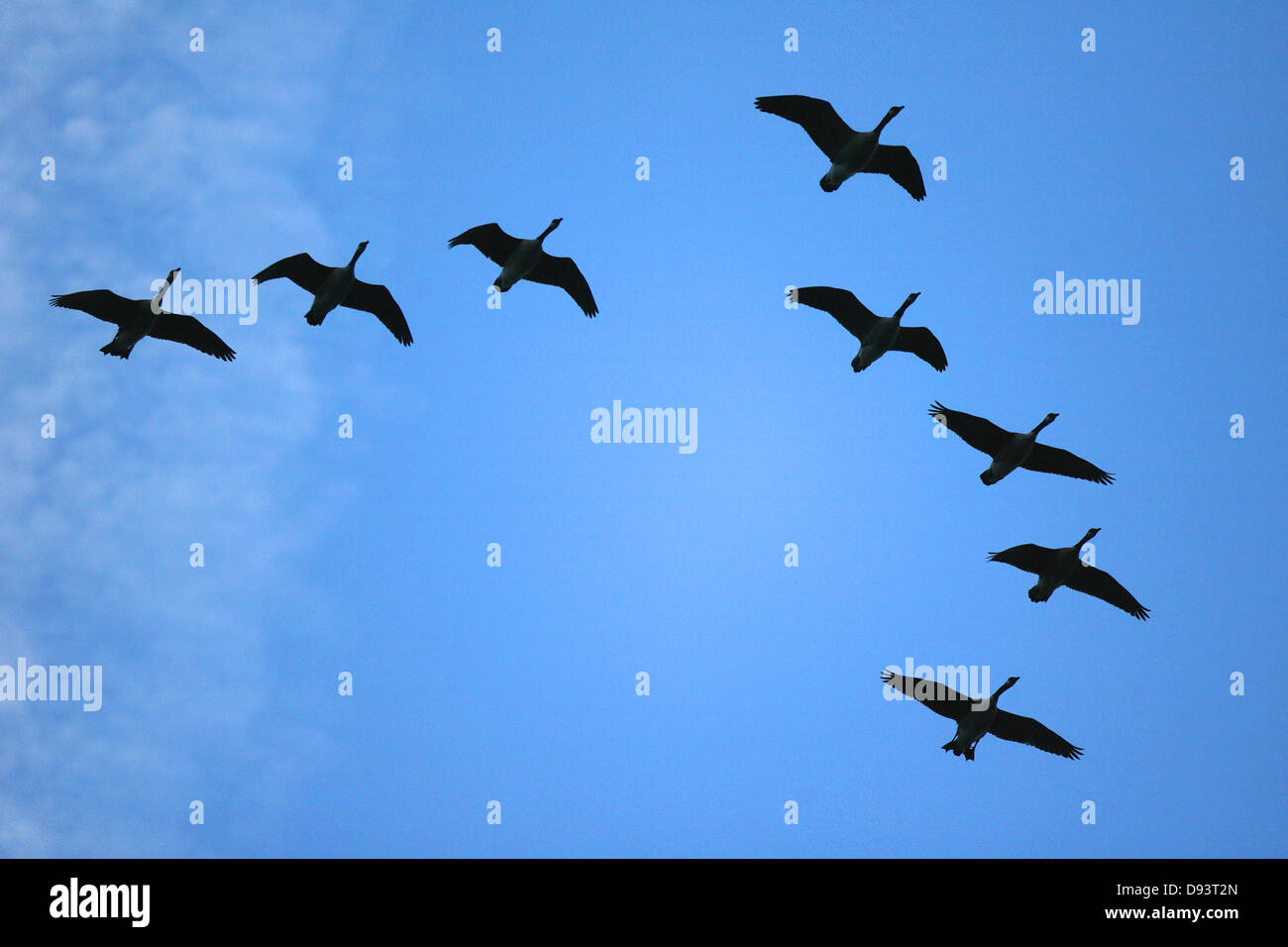 Goose flying in flock Stock Photo - Alamy