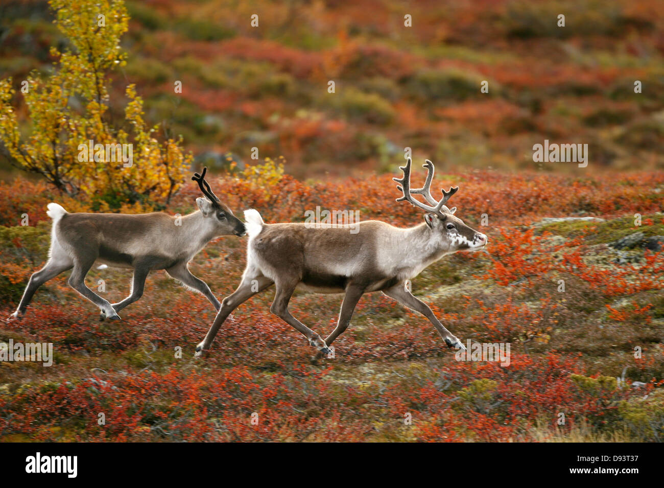 Reindeers running in forest Stock Photo - Alamy