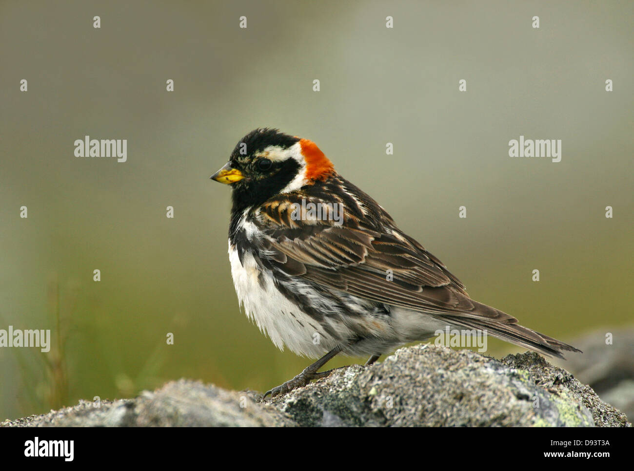 Male bird standing on rock Stock Photo - Alamy