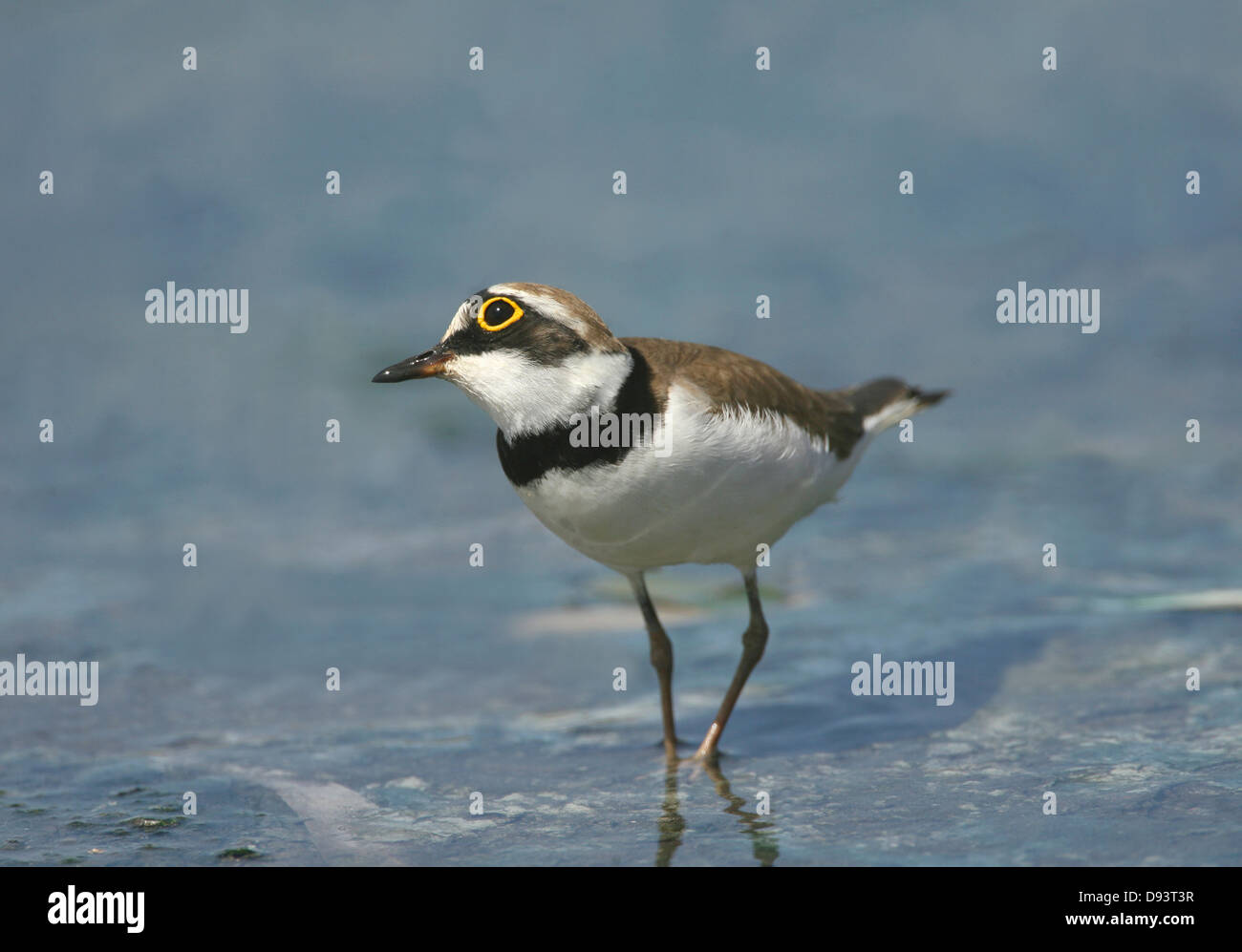 Ringed plover walking in water Stock Photo - Alamy