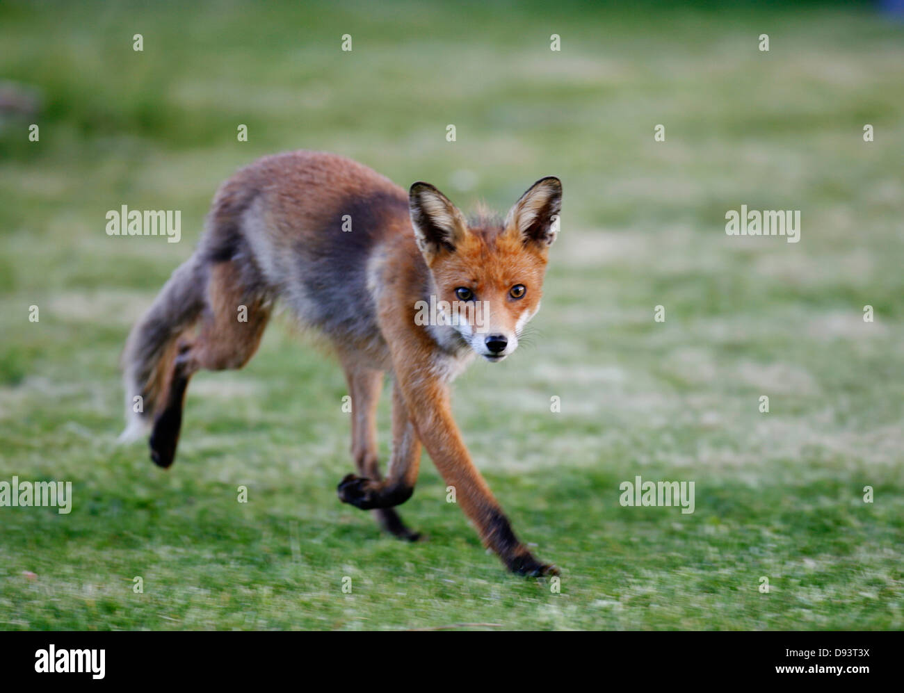 Fox running on grass Stock Photo - Alamy