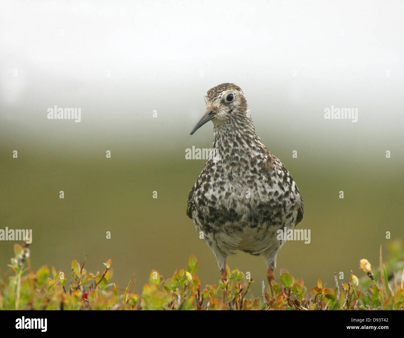 Purple sandpiper image hi-res stock photography and images - Alamy
