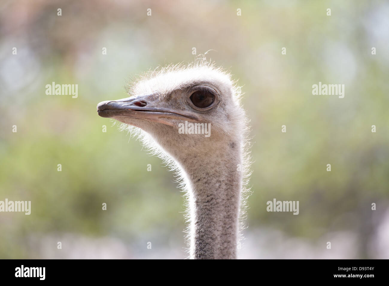 Ostrich head ground hi-res stock photography and images - Alamy