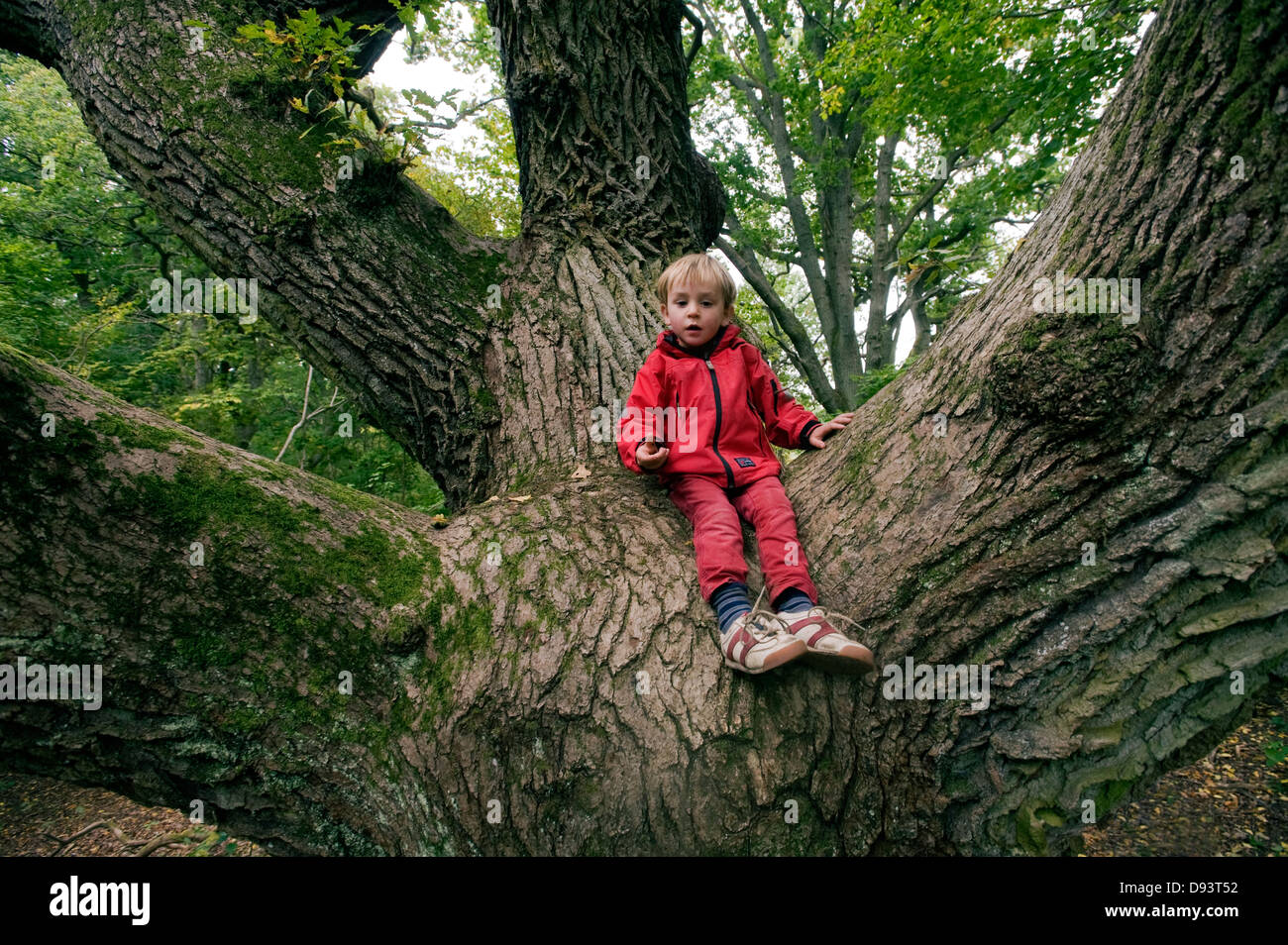 Tree children oak hi-res stock photography and images - Alamy