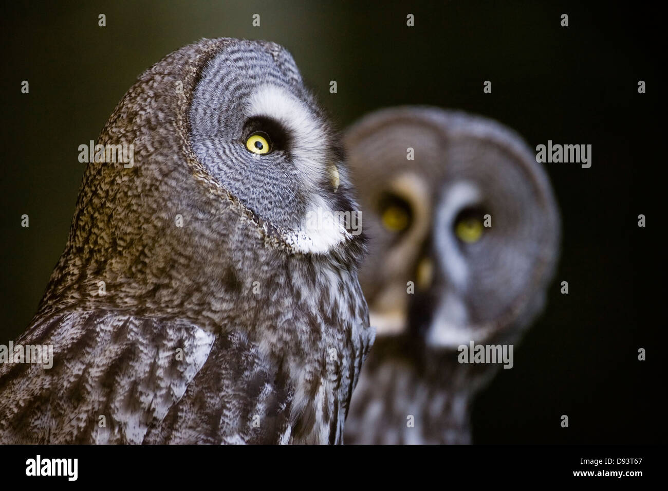 Owls image hi-res stock photography and images - Alamy