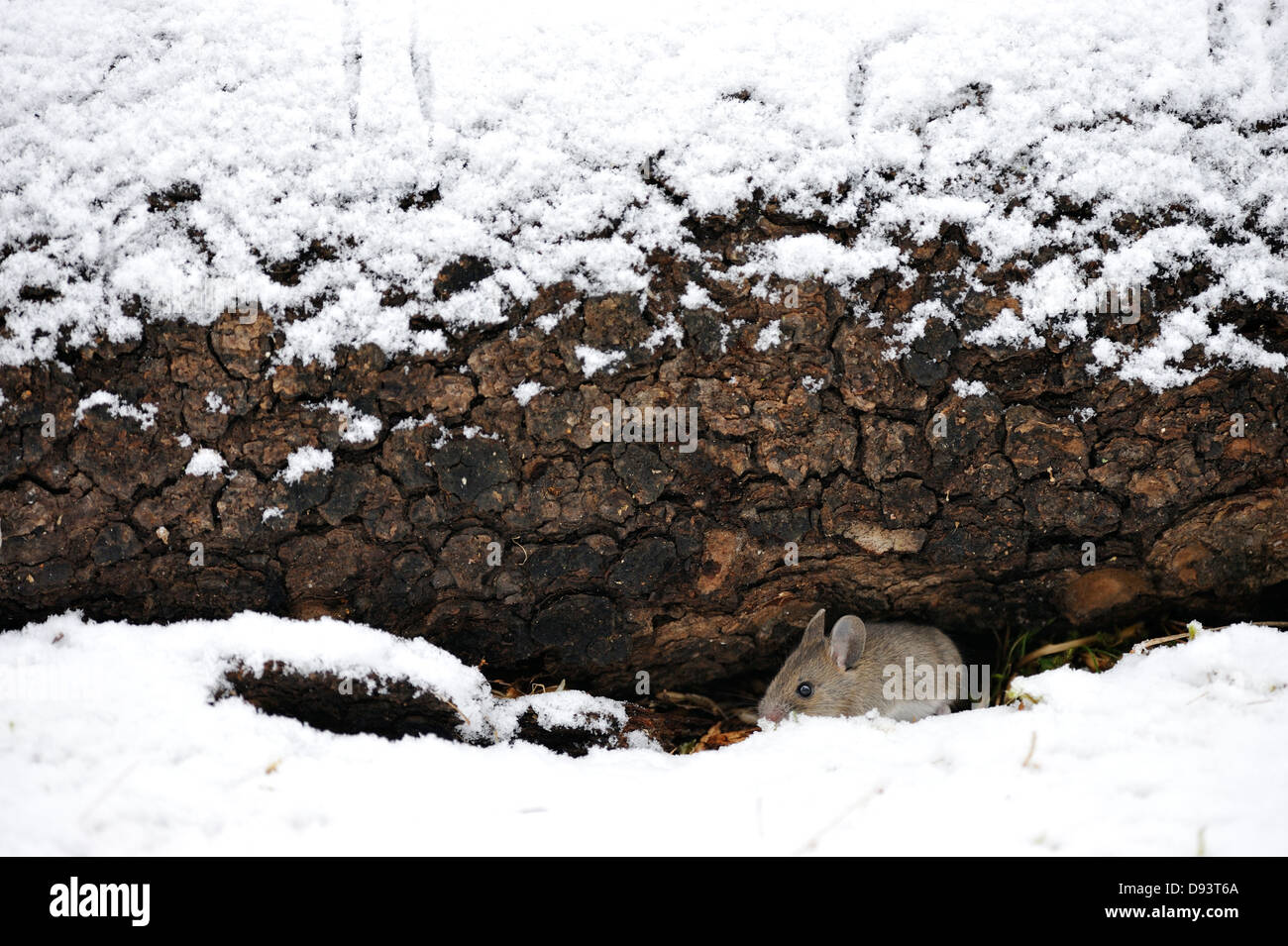 Under snow mouse hi-res stock photography and images - Alamy