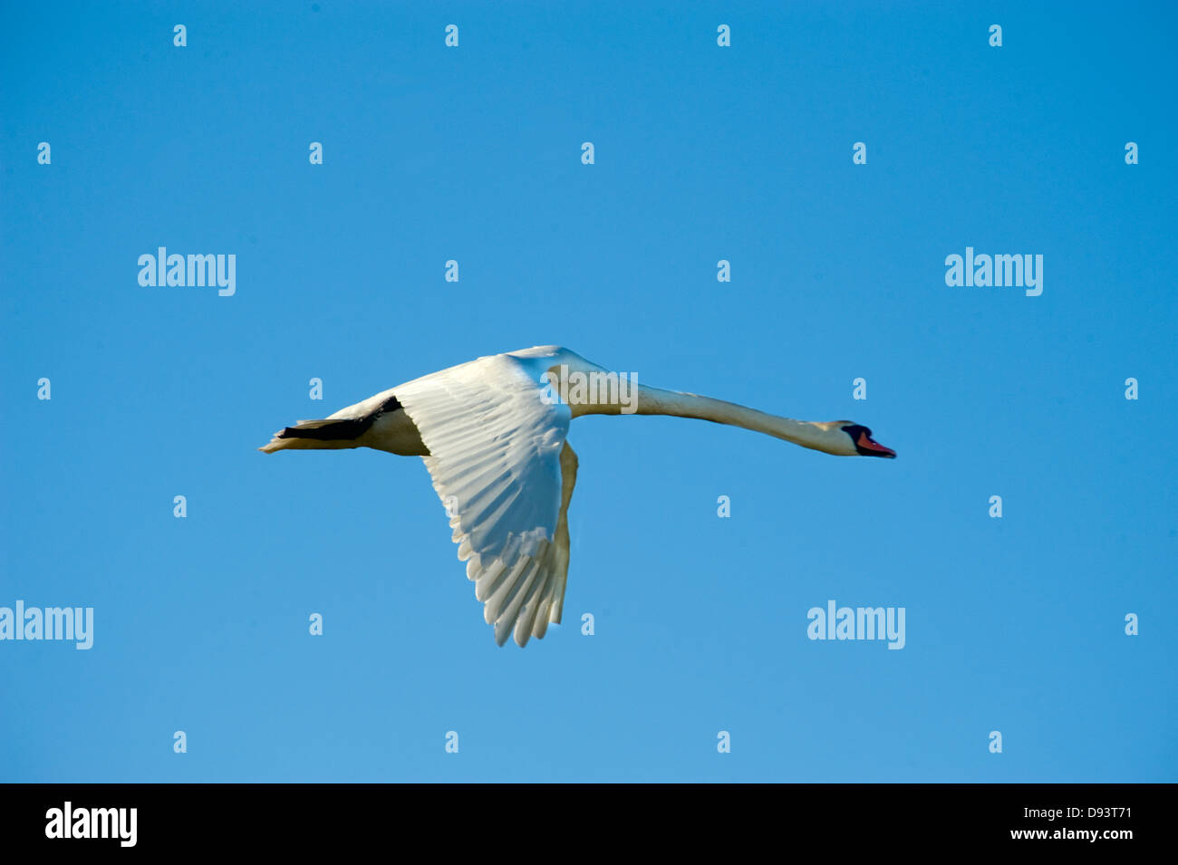 Swan Flying Painting