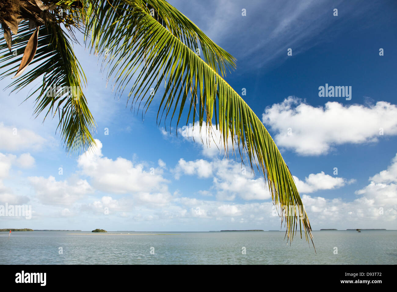 Palms at the ocean Stock Photo - Alamy