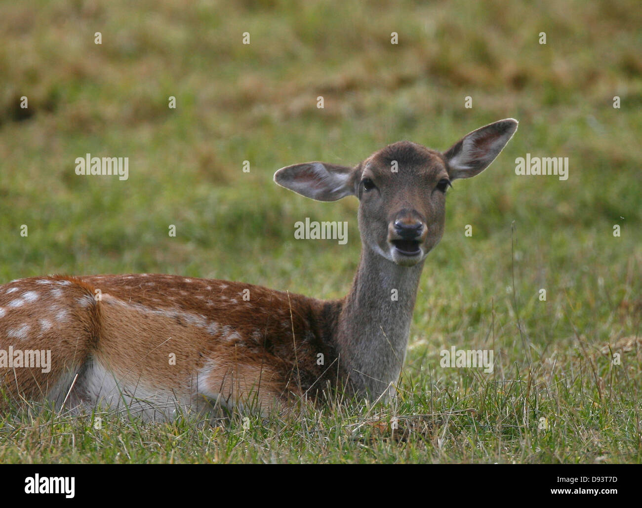 Female deer hi-res stock photography and images - Alamy