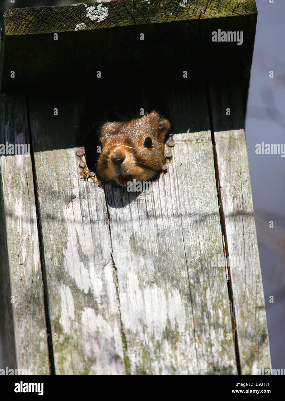 Red squirrel in nesting box Stock Photo - Alamy