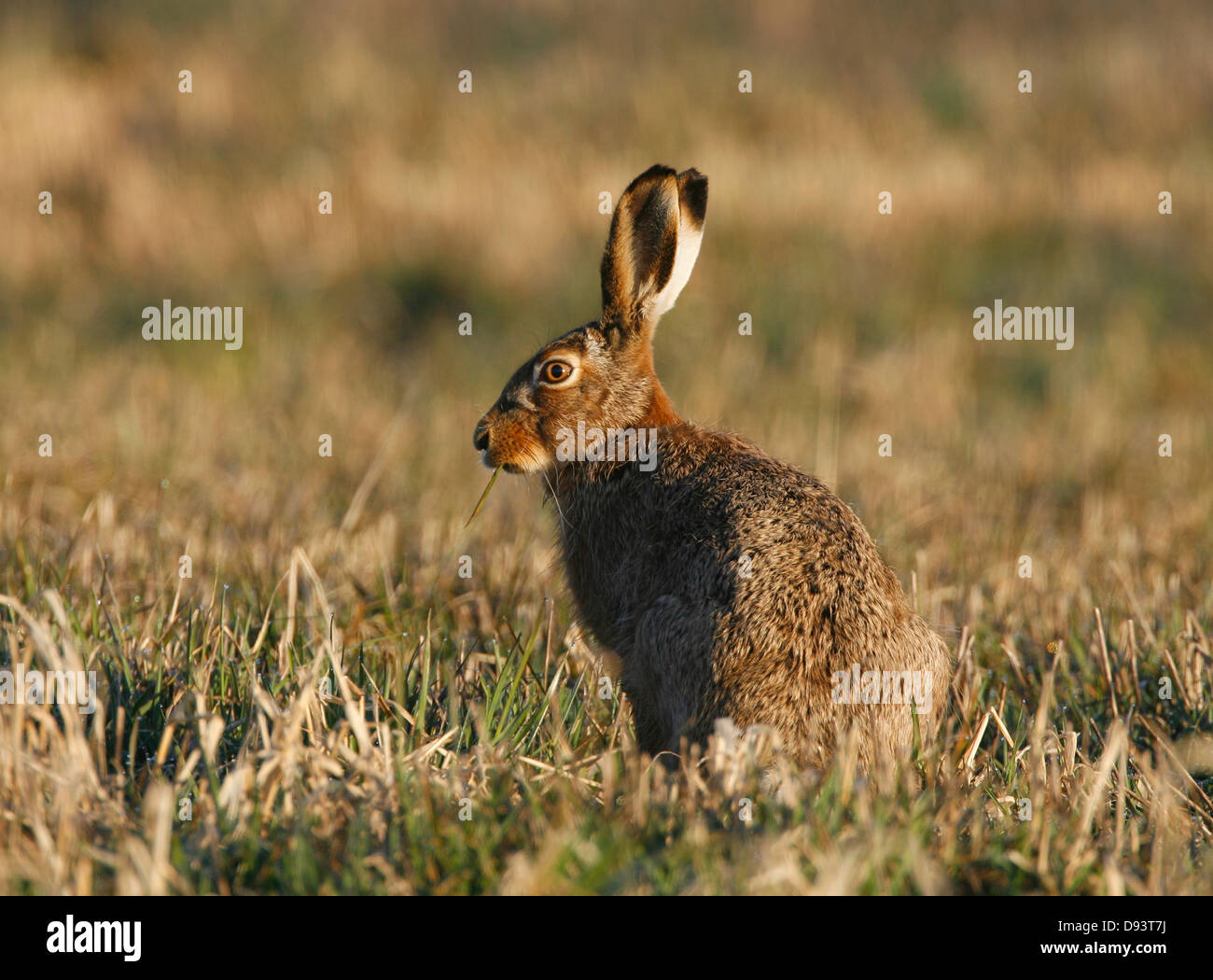 Hare on meadow Stock Photo - Alamy