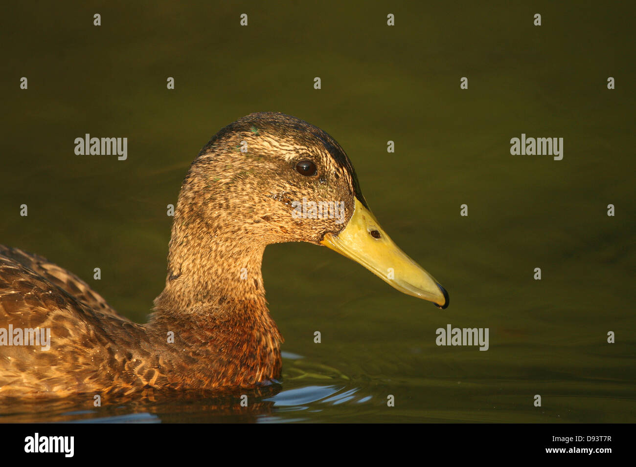 Ducks up close hi-res stock photography and images - Alamy