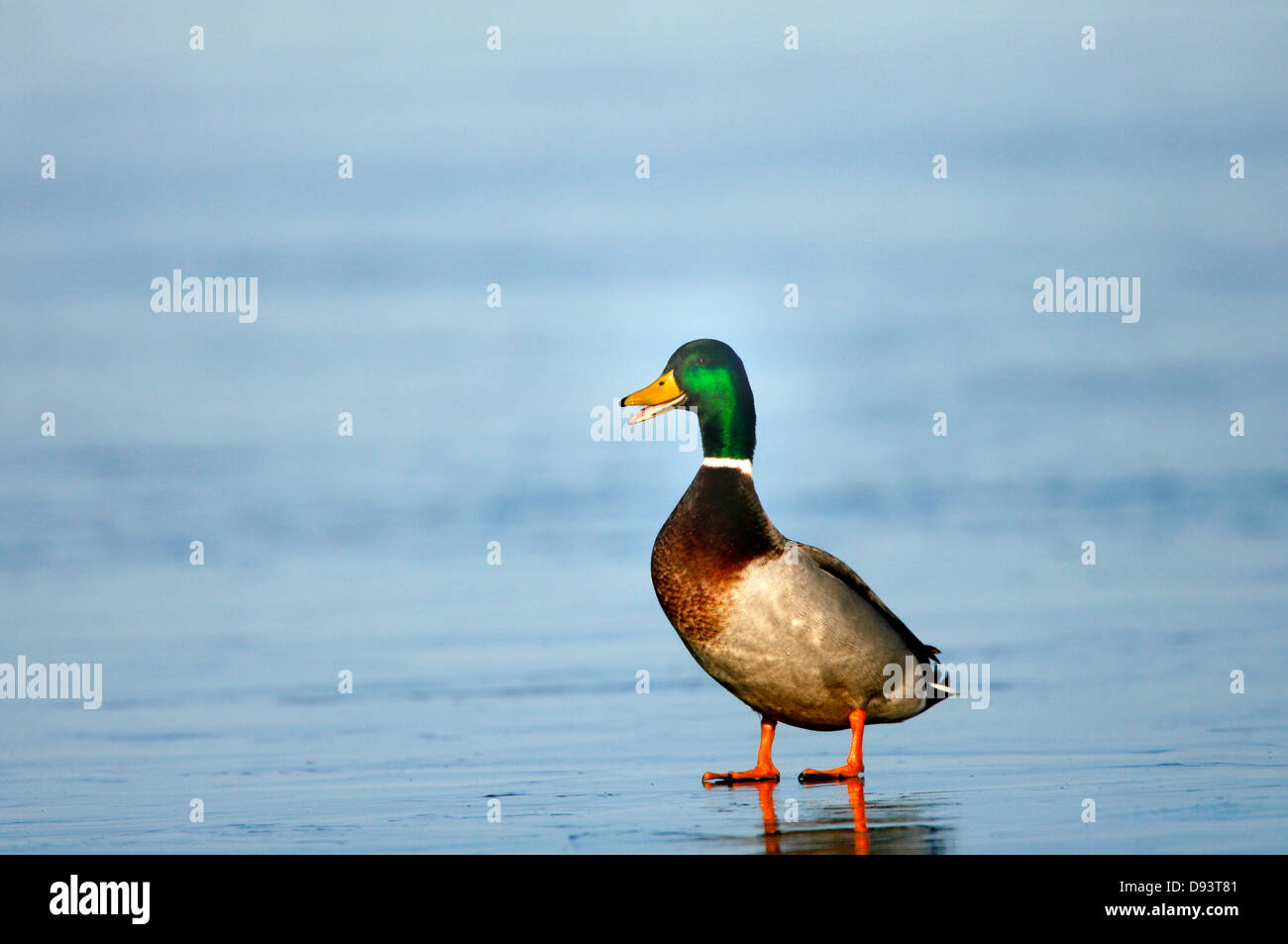 Male mallard side view hi-res stock photography and images - Alamy