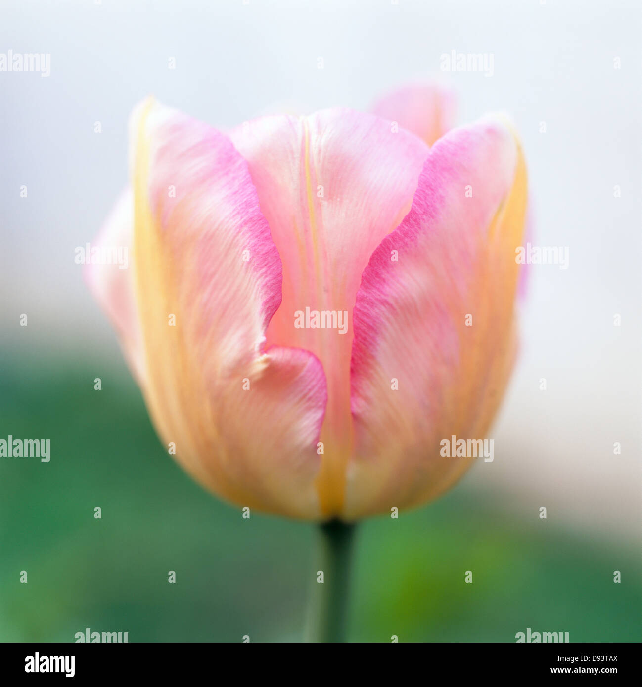 Pink tulip, close-up Stock Photo - Alamy
