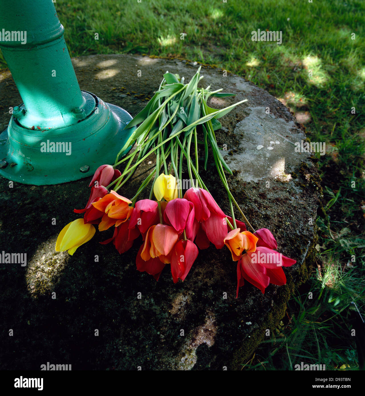Tulips laying on the ground Stock Photo - Alamy