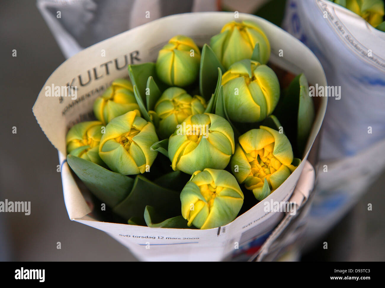 Tulips wrapped in newspaper Stock Photo - Alamy