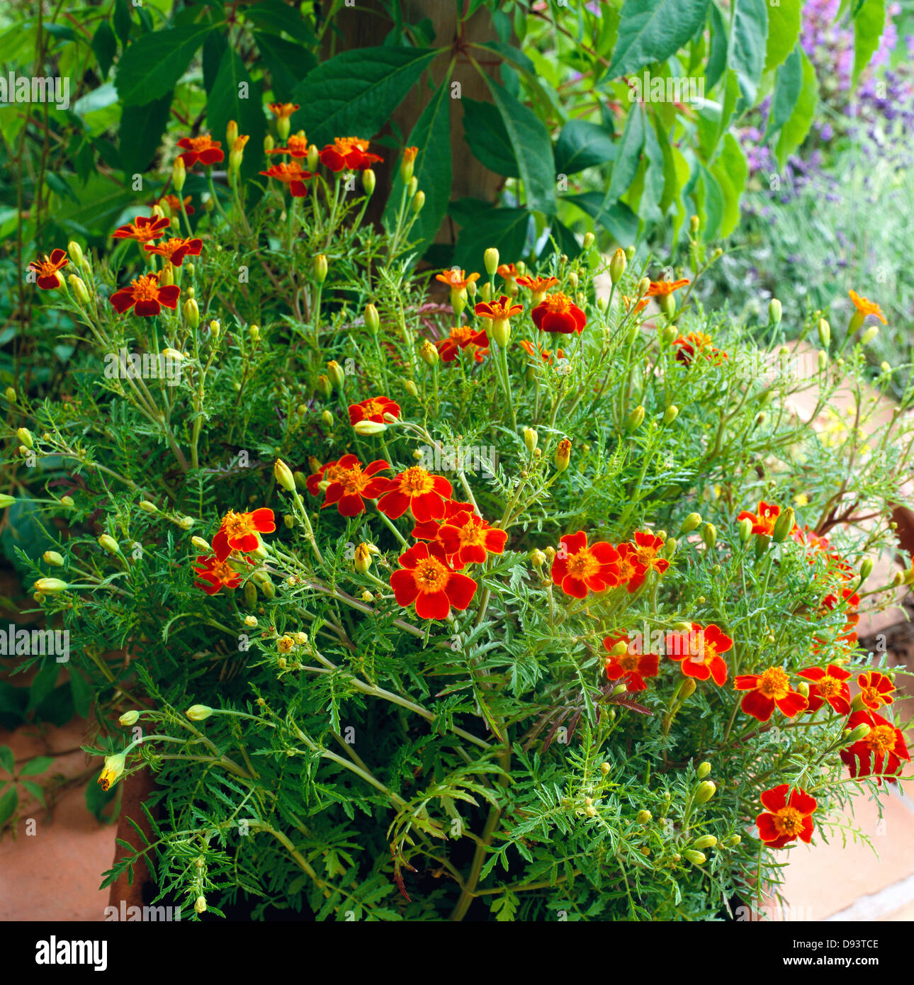 Marigold in a garden Stock Photo - Alamy