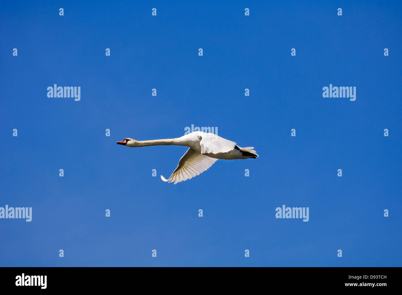 Swan blue sky hi-res stock photography and images - Alamy