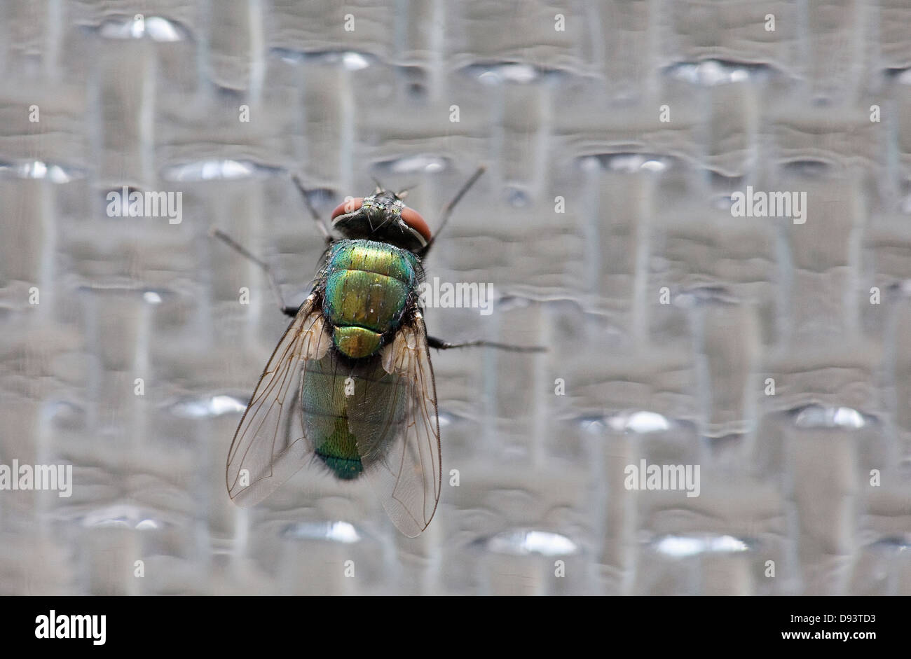 Close-up of fly Stock Photo - Alamy