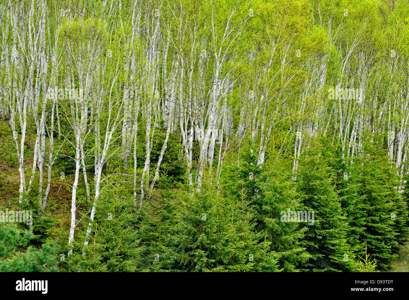 White birch woodland with spruce trees Greater Sudbury Ontario Canada ...