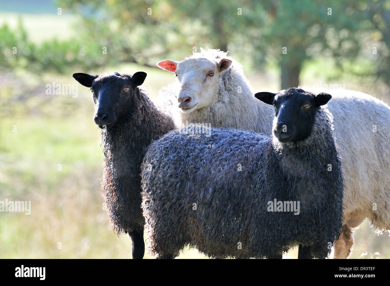 Close up sheep hi-res stock photography and images - Alamy