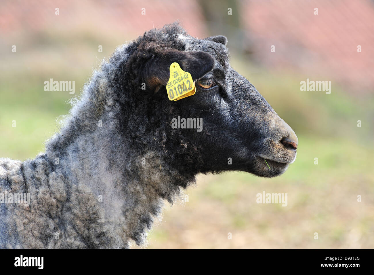 Sheep Face Side View