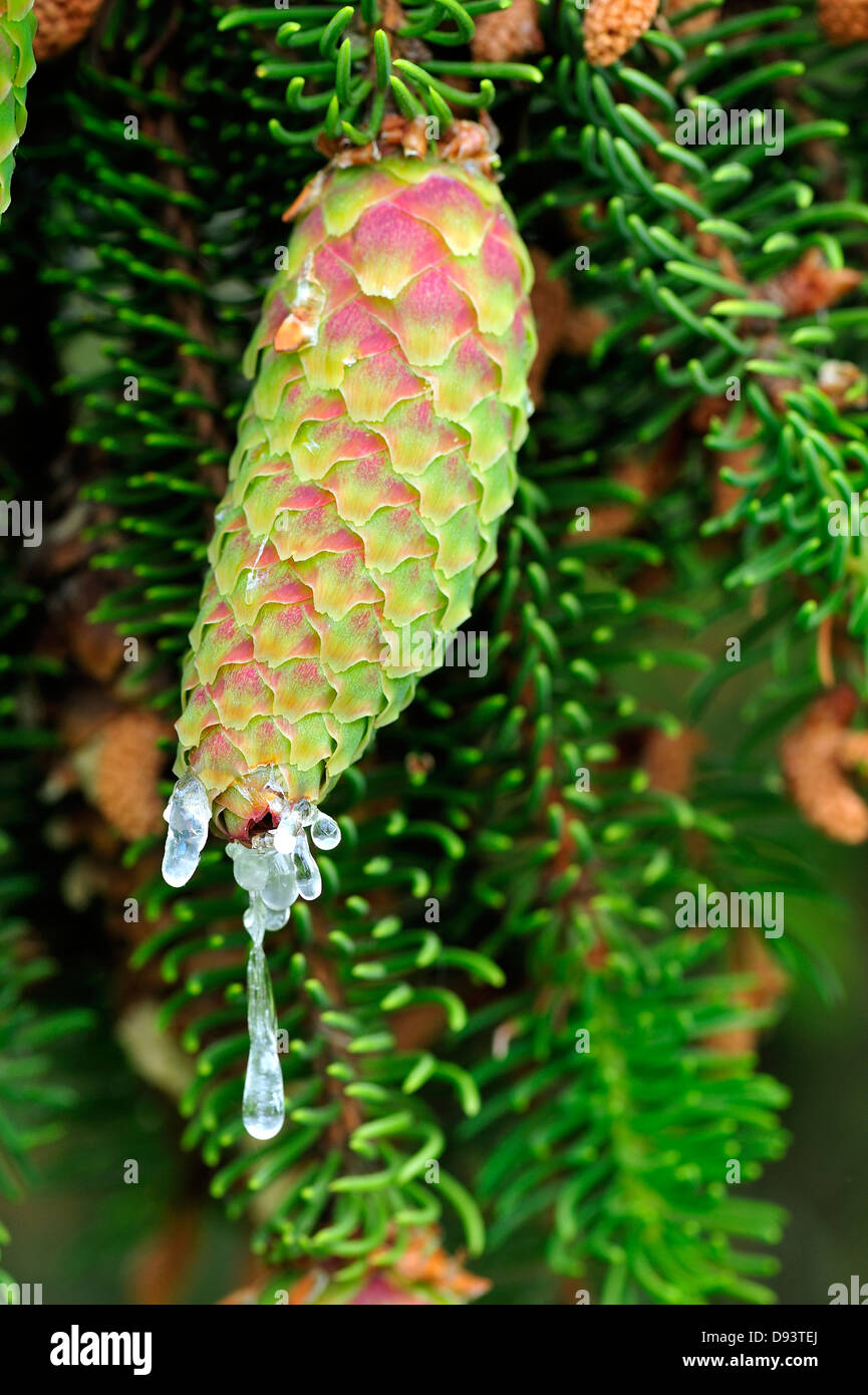 Close up of spruce cone with resin Stock Photo - Alamy