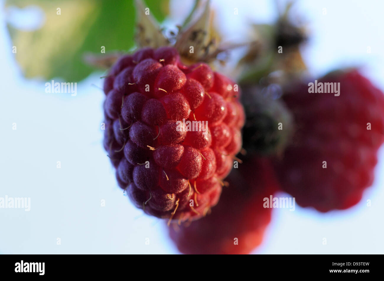Extreme close up of ripe raspberry fruit Stock Photo - Alamy