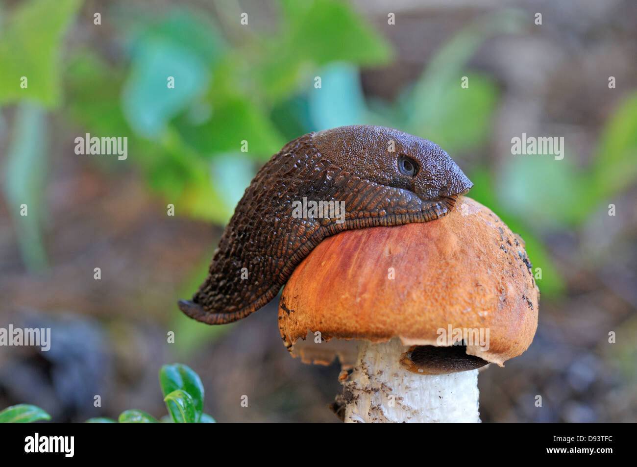 Slug up close hi-res stock photography and images - Alamy
