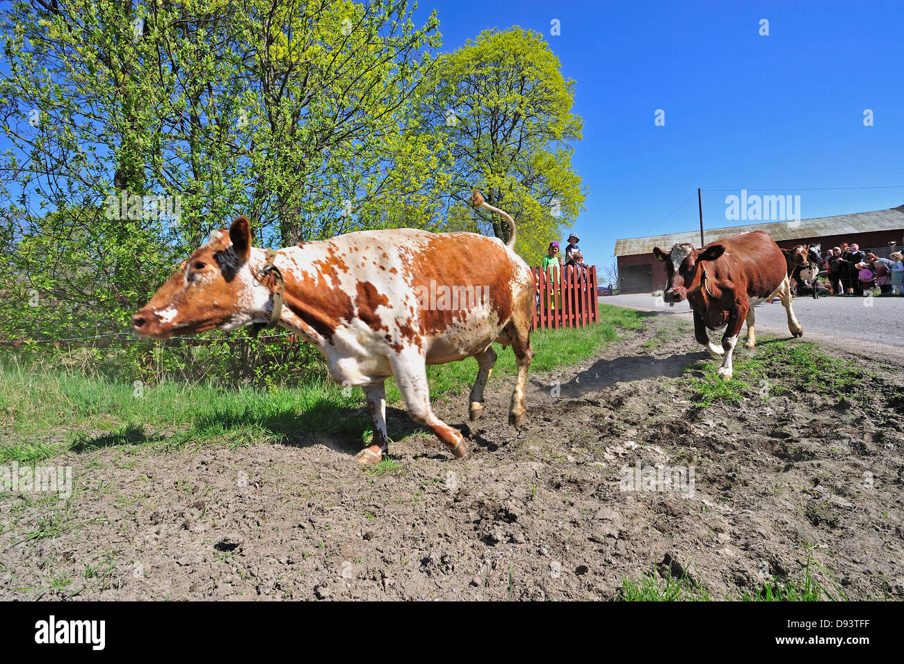 Cows running hi-res stock photography and images - Alamy