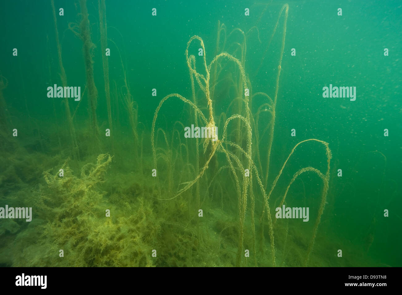 Underwater algae hi-res stock photography and images - Alamy