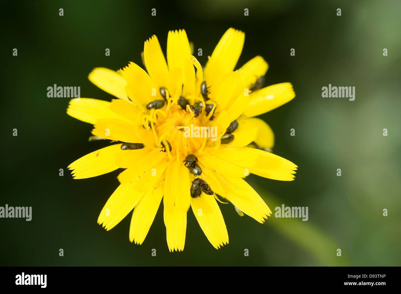 Yellow insects hi-res stock photography and images - Alamy