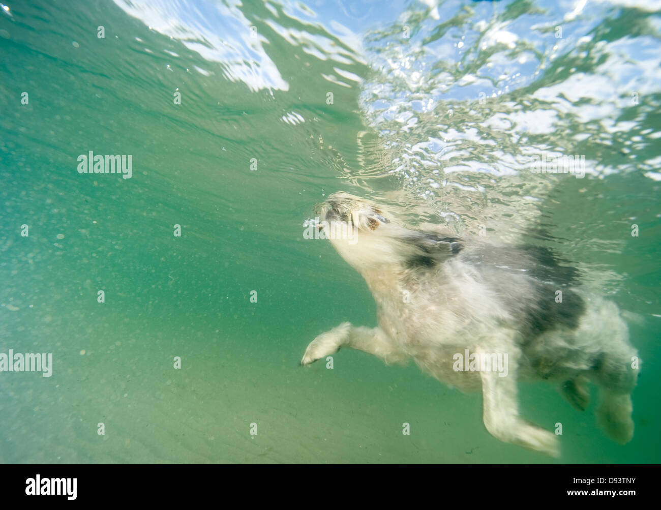 Dog swimming underwater hi-res stock photography and images - Alamy