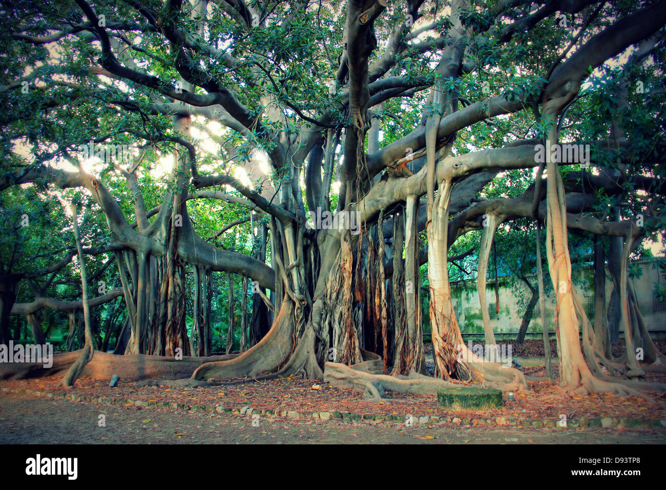 Ficus macrophylla - big tree in palermo Stock Photo - Alamy