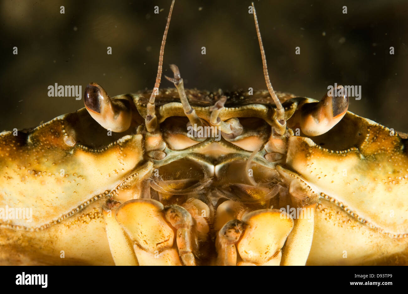 Common Shore Crab High Resolution Stock Photography and Images - Alamy
