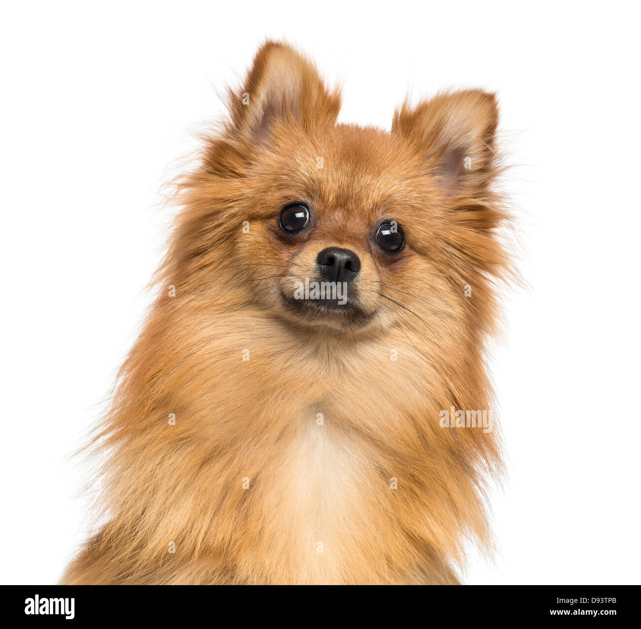 German Spitz Pomeranian Mix