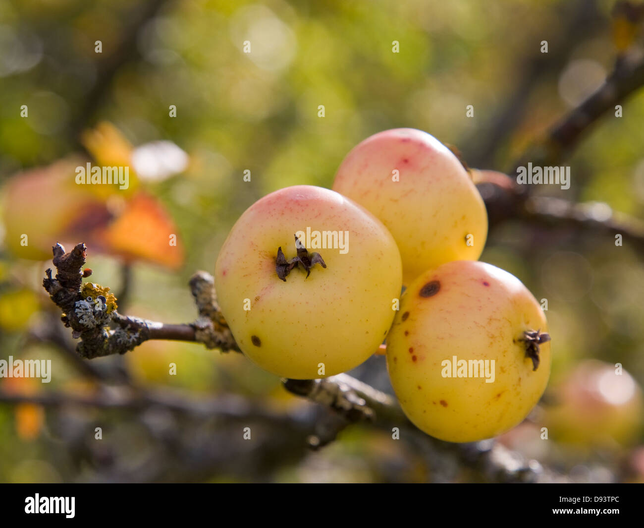 Three fruits hi-res stock photography and images - Alamy