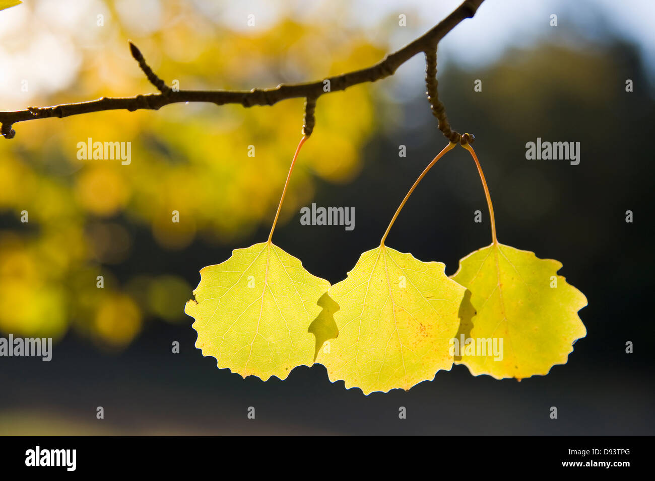 Autumn leaves hanging from branch Stock Photo - Alamy