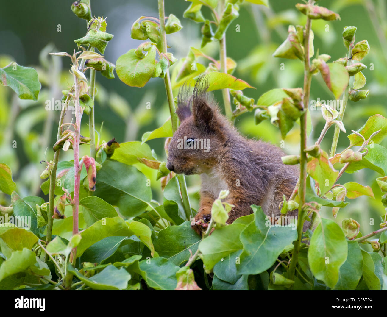 Close up squirrel by leaves hi-res stock photography and images - Alamy