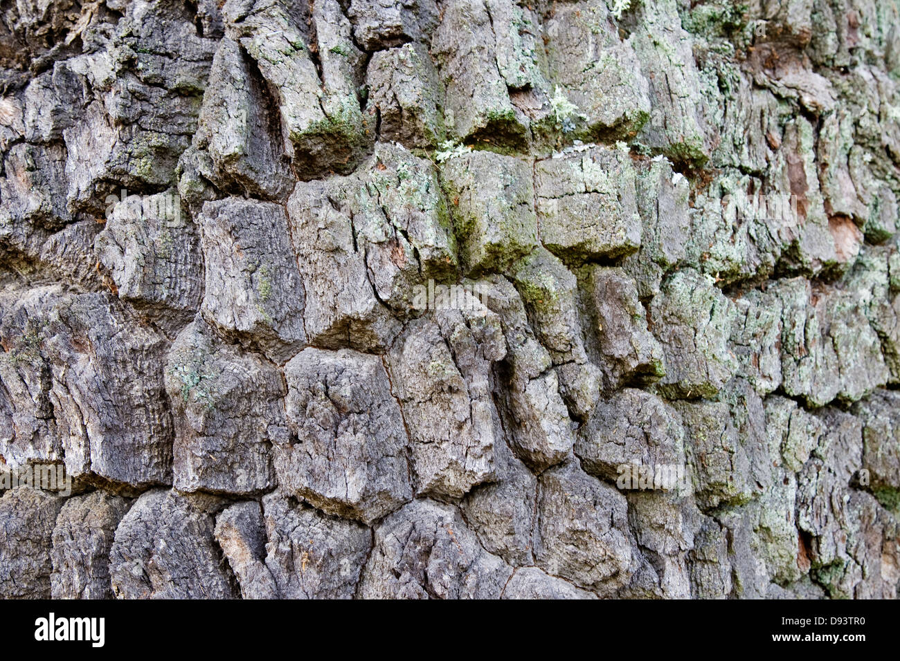 Bark old deciduous tree hi-res stock photography and images - Alamy